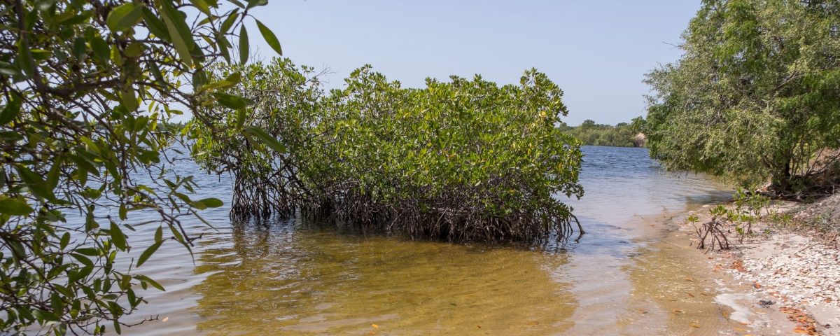 Nature-Based Infrastructure for Climate Adaptation and Women's ...