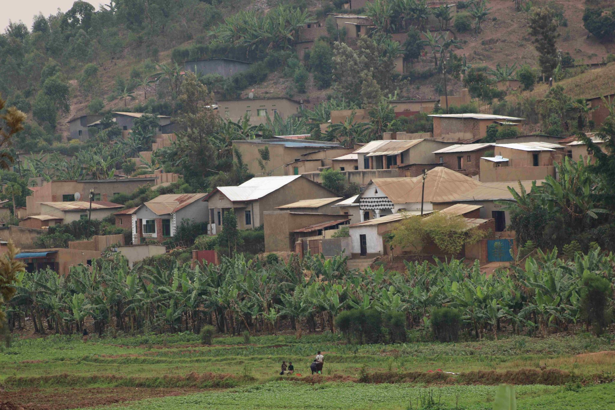 Urban Tree Planting in Kigali, Rwanda - Nature-Based Infrastructure ...